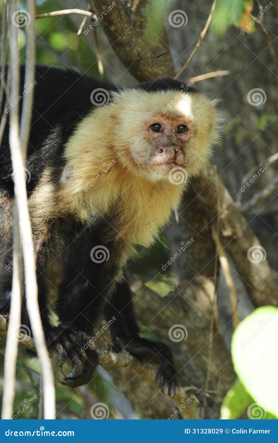 Monkey Time stock image. Image of hair, forage, face - 31328029