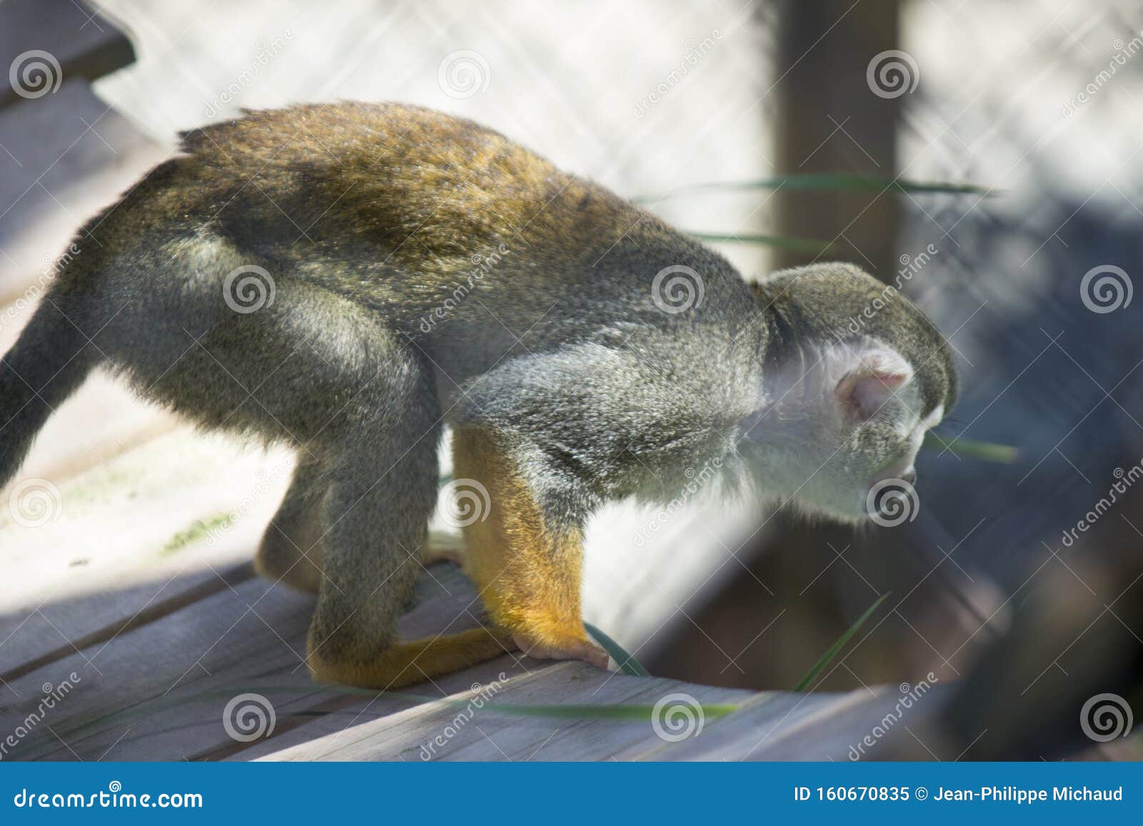 A Monkey that is about To Jump Stock Image - Image of monkey, mammal ...