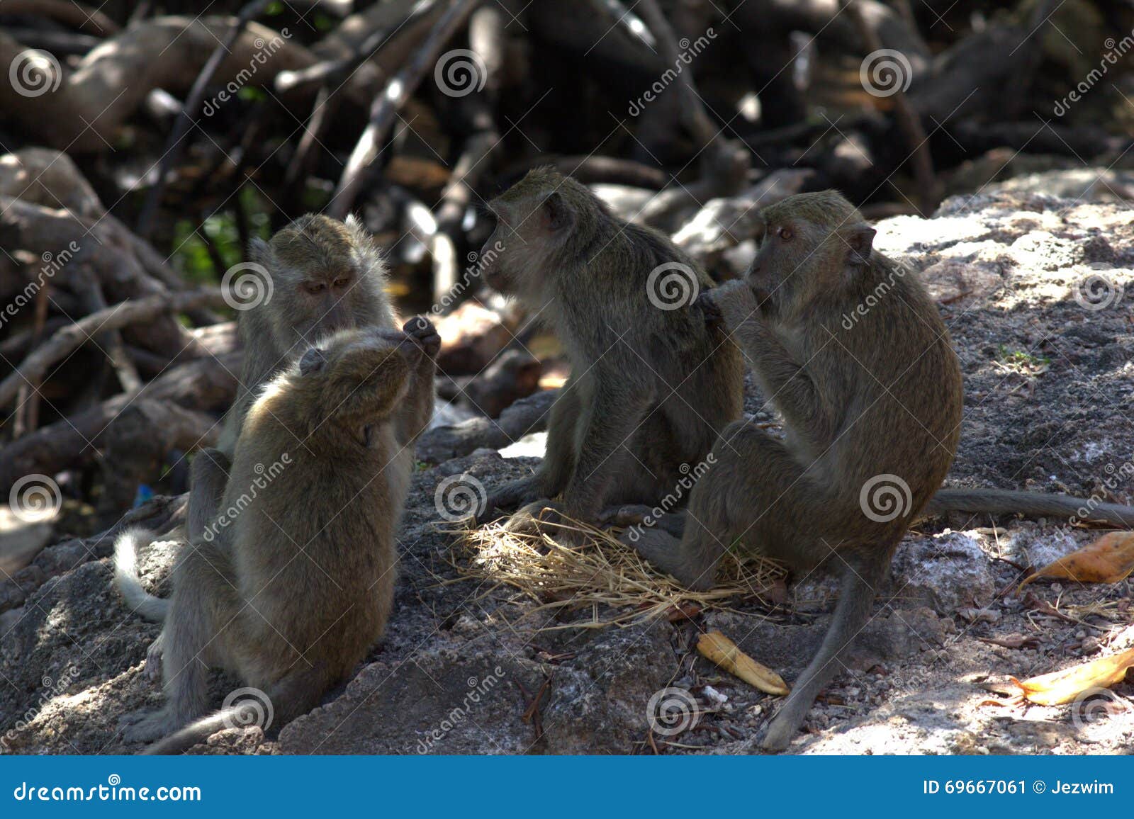 Monkey toilet stock image. Image of friends, hand, groom - 69667061