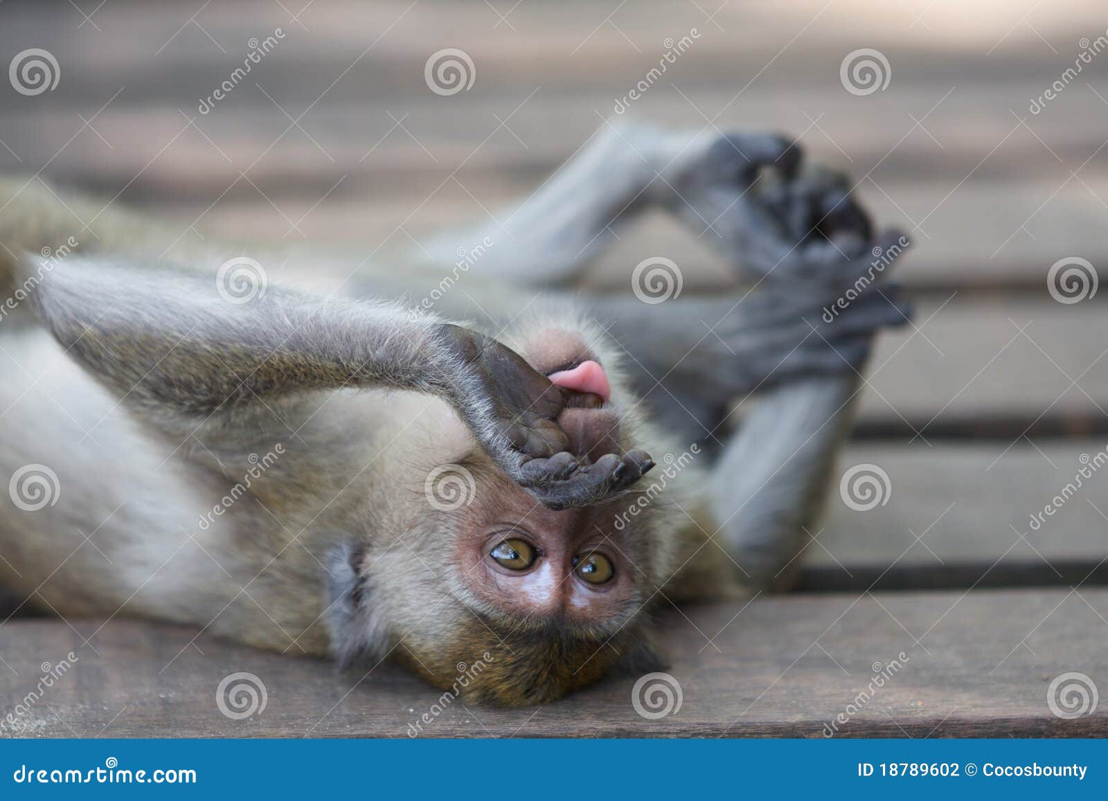 Monkey Tongue stock photo. Image of jungle, relaxation - 18789602