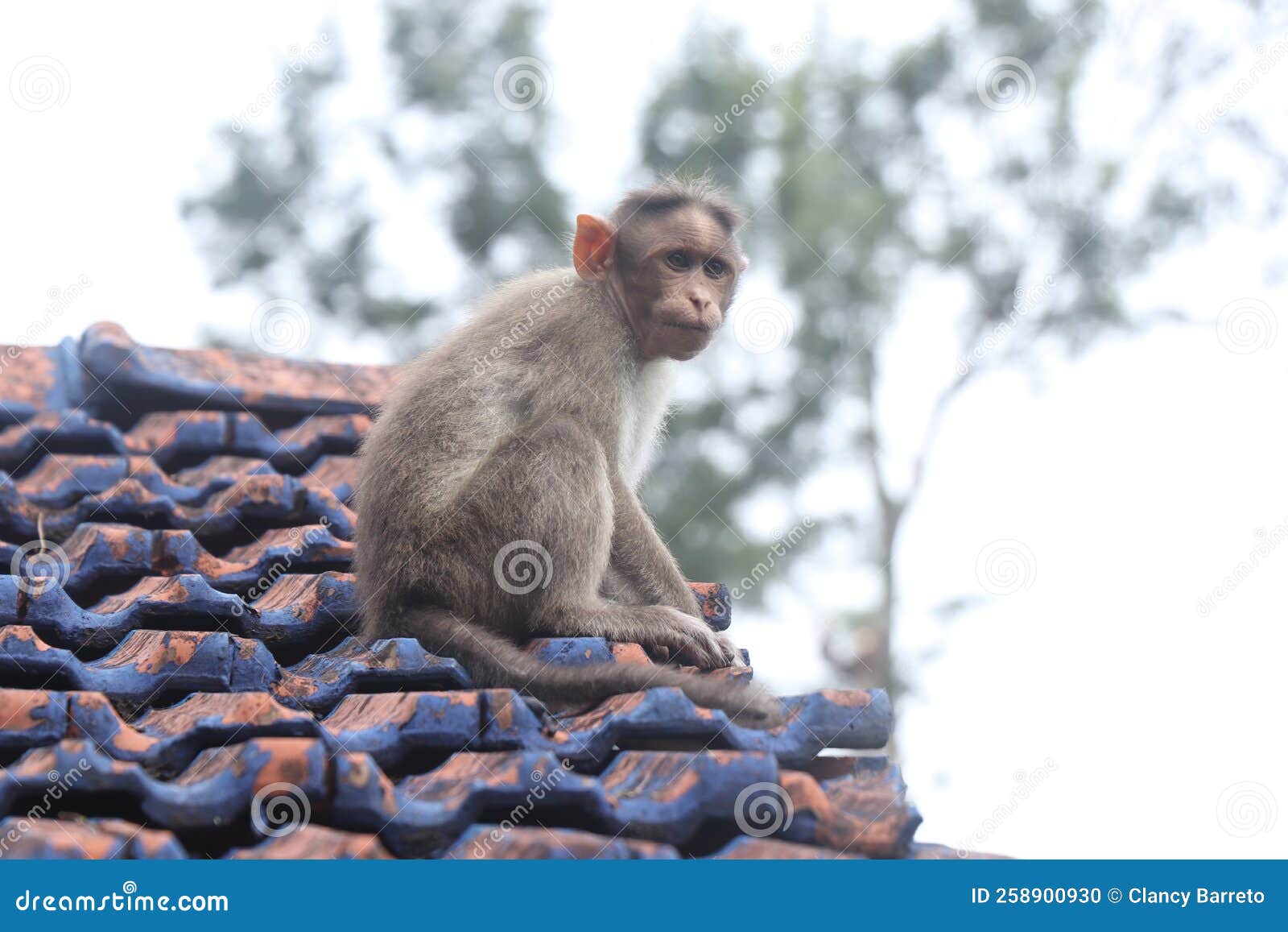 Monkey on top stock photo. Image of monkey, love, animal - 258900930
