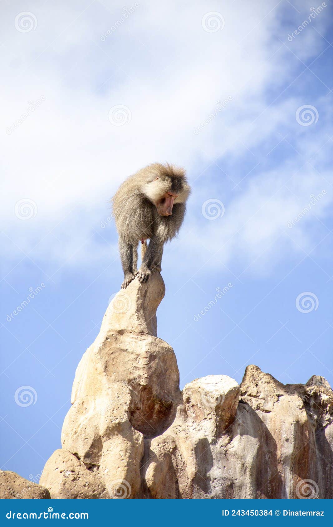 Monkey on Top of a Mountain Stock Photo - Image of baboon, portrait ...