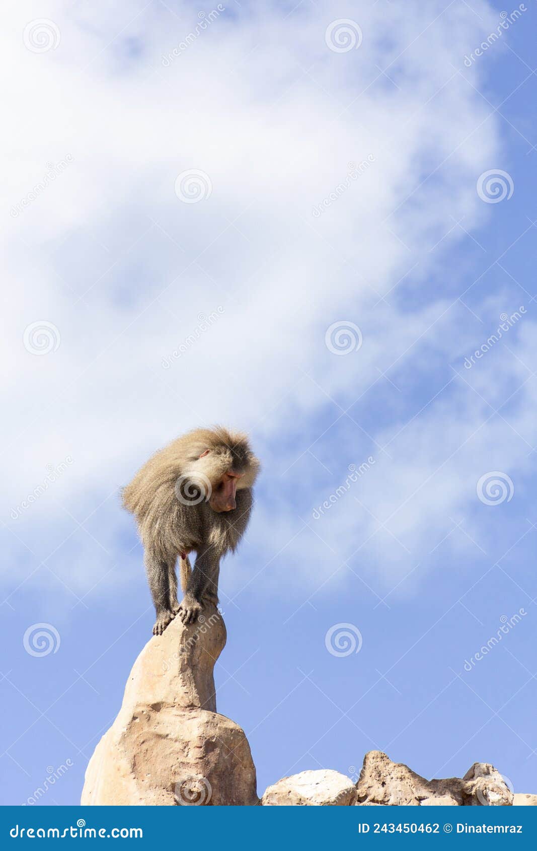 Monkey on Top of a Mountain Stock Photo - Image of portrait, animal ...