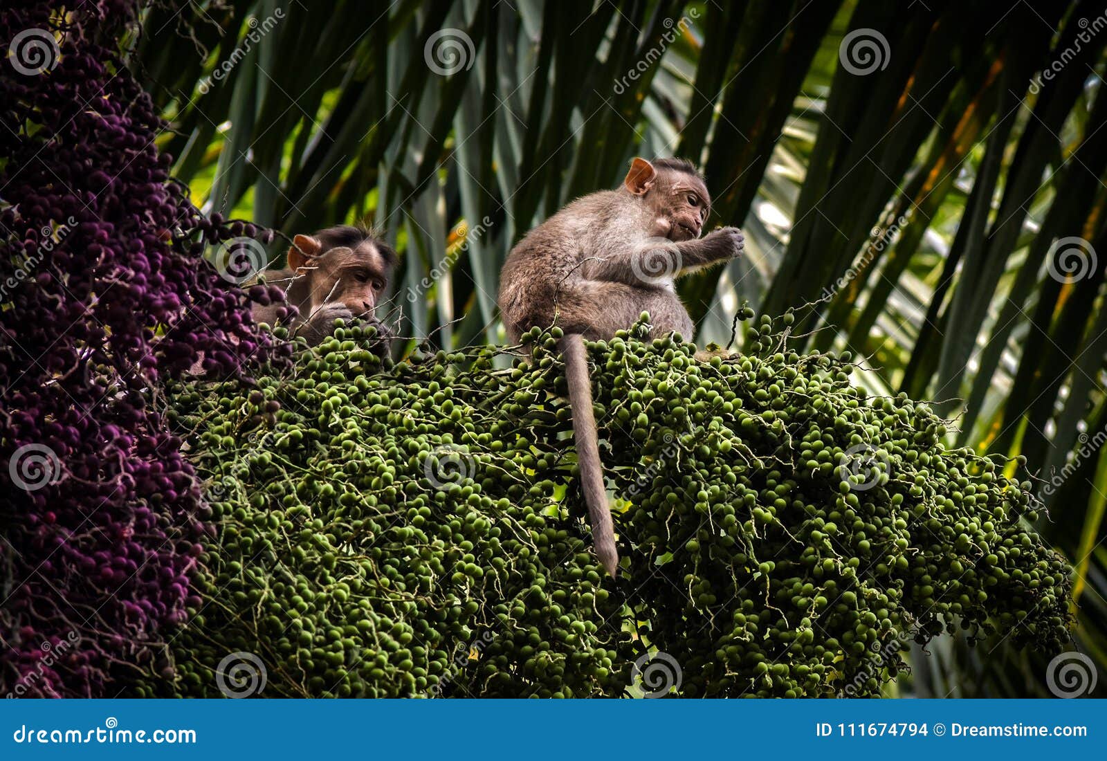 Monkey Climbing Palm Tree Stock Photos - Download 56 Royalty Free Photos