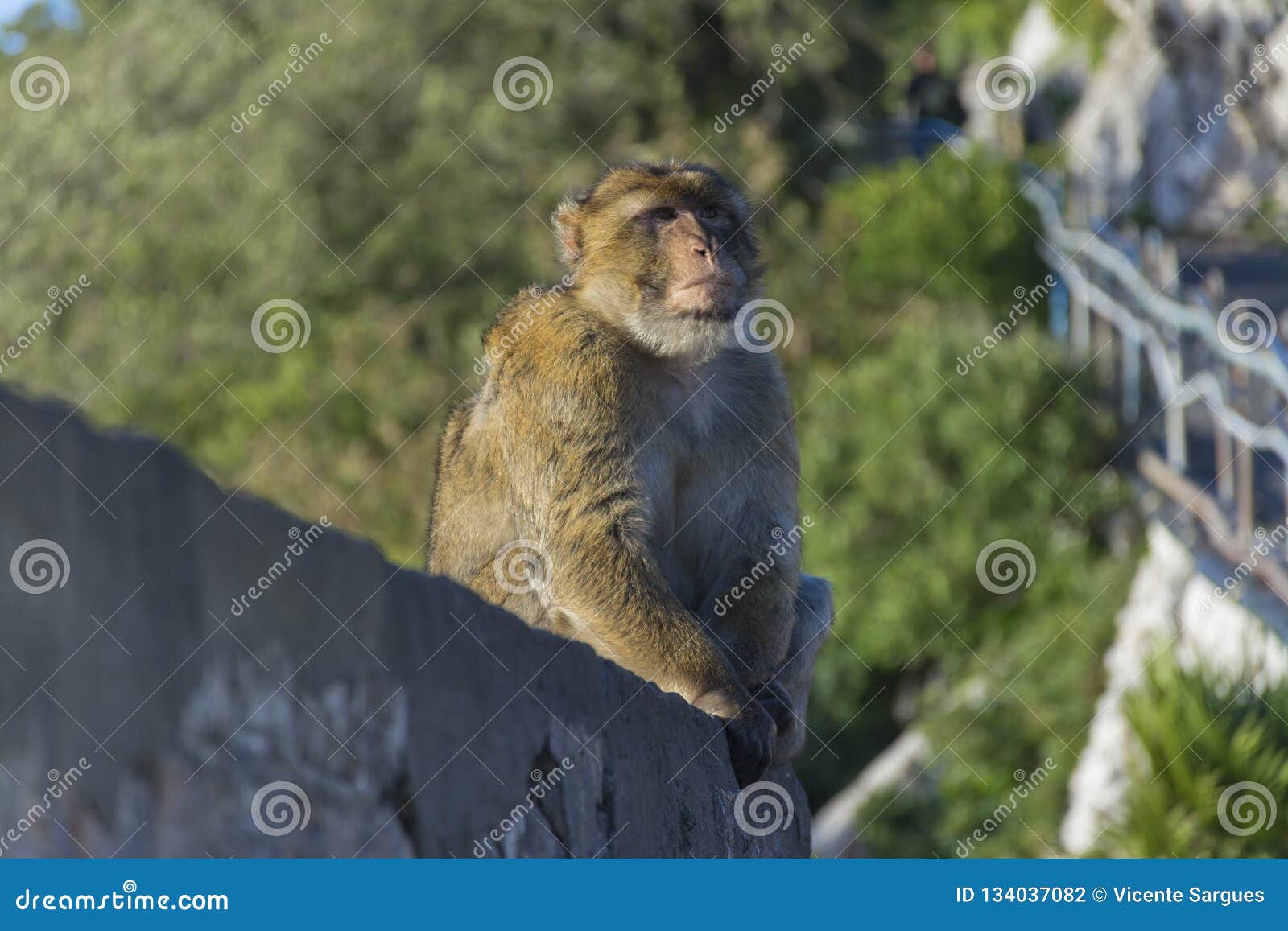Monkey on Top of the Rock of Gibraltar Stock Photo - Image of aerial ...