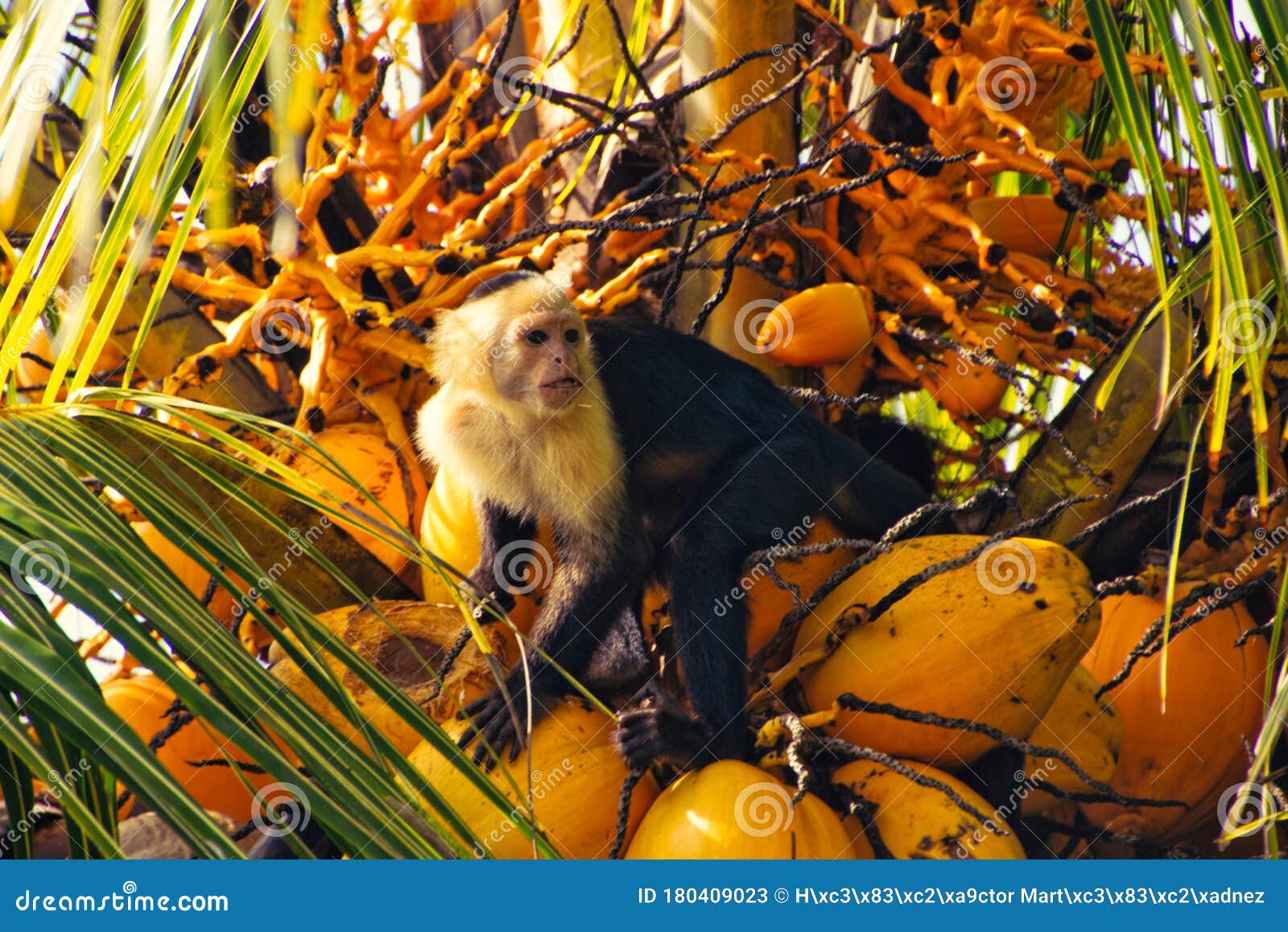 Monkey in the tree stock image. Image of coconut, tree - 180409023