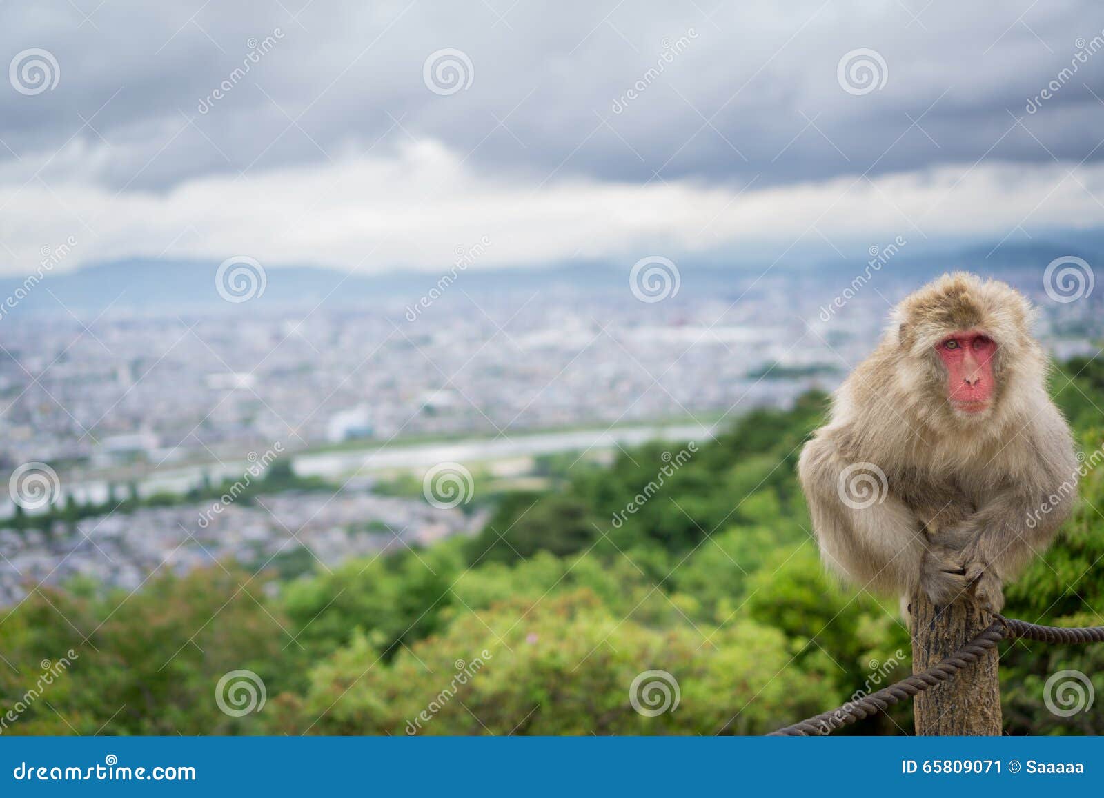 Monkey on Top of Trunk in Arashiyama Mountain, Kyoto Stock Image ...