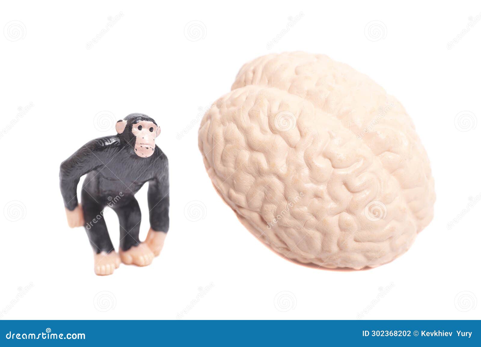 Monkey Toy Animal with Human Brain Anatomical Model Stock Photo - Image ...