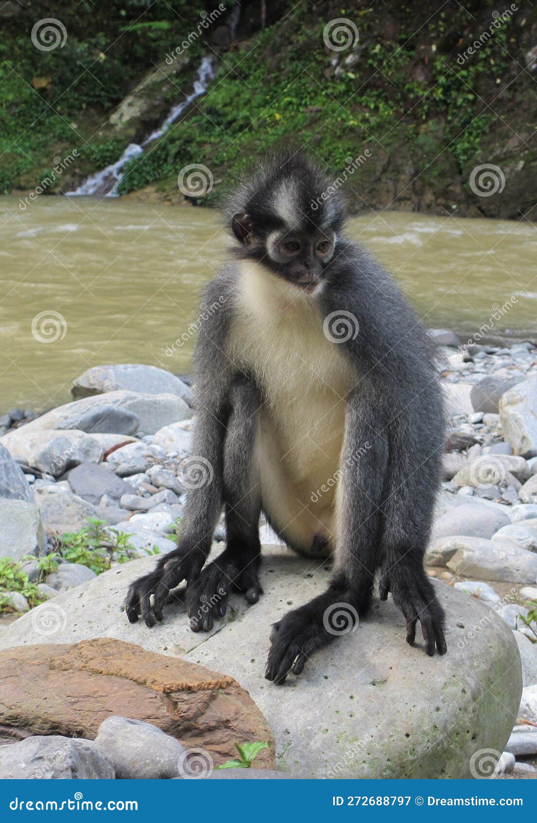 Monkey Trachypithecus Poliocephalus (Indonesian Lutung) Part 6 Stock ...