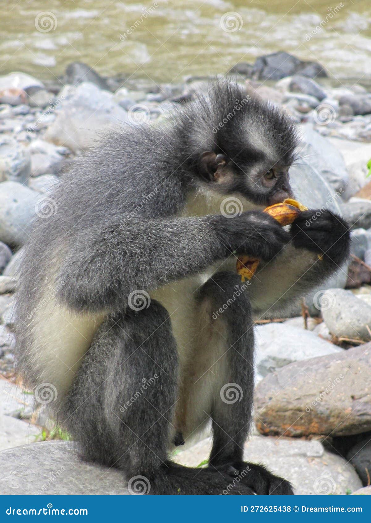 Monkey Trachypithecus Poliocephalus (Indonesian Lutung) Part 3 Stock ...