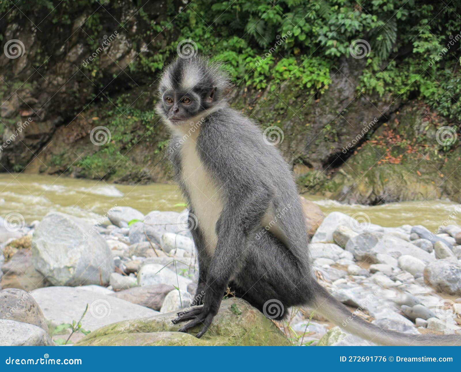 Monkey Trachypithecus Poliocephalus (Indonesian Lutung) Part 8 Stock ...