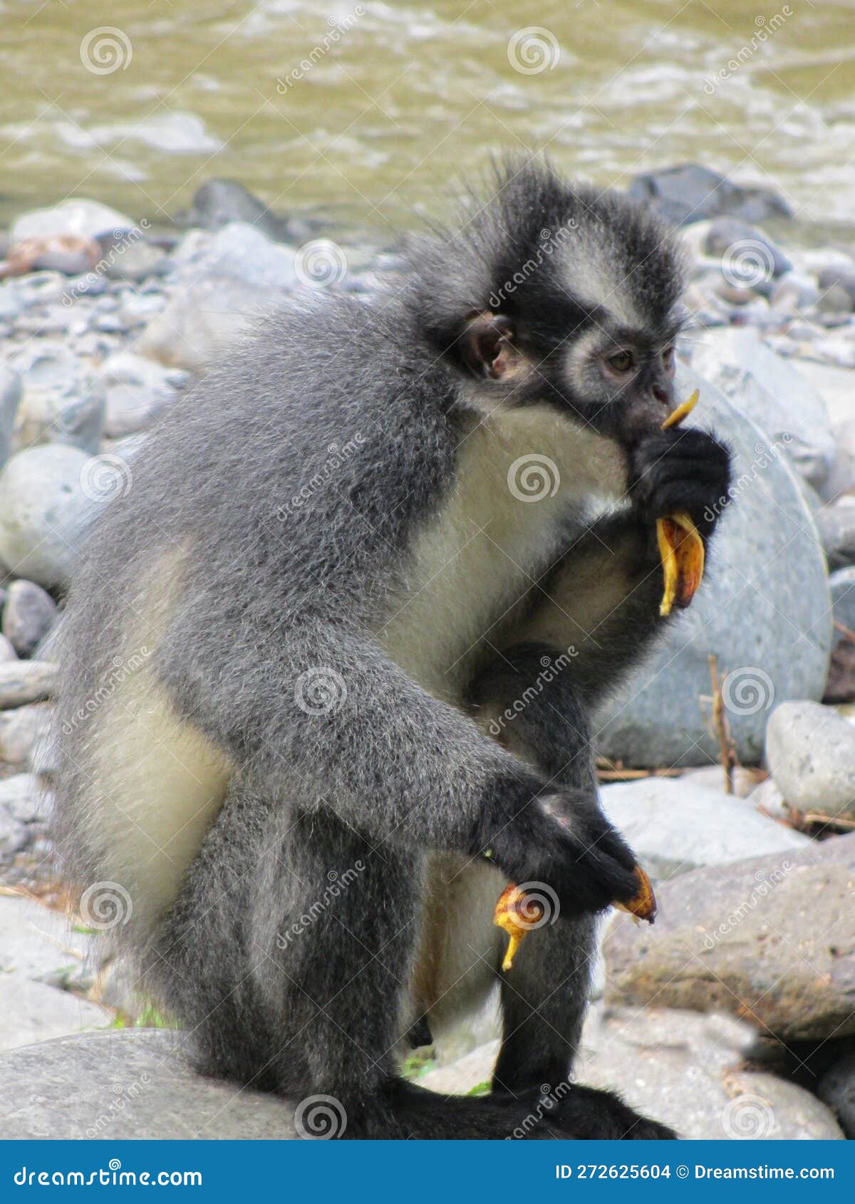Monkey Trachypithecus Poliocephalus (Indonesian Lutung) Part 4 Stock ...