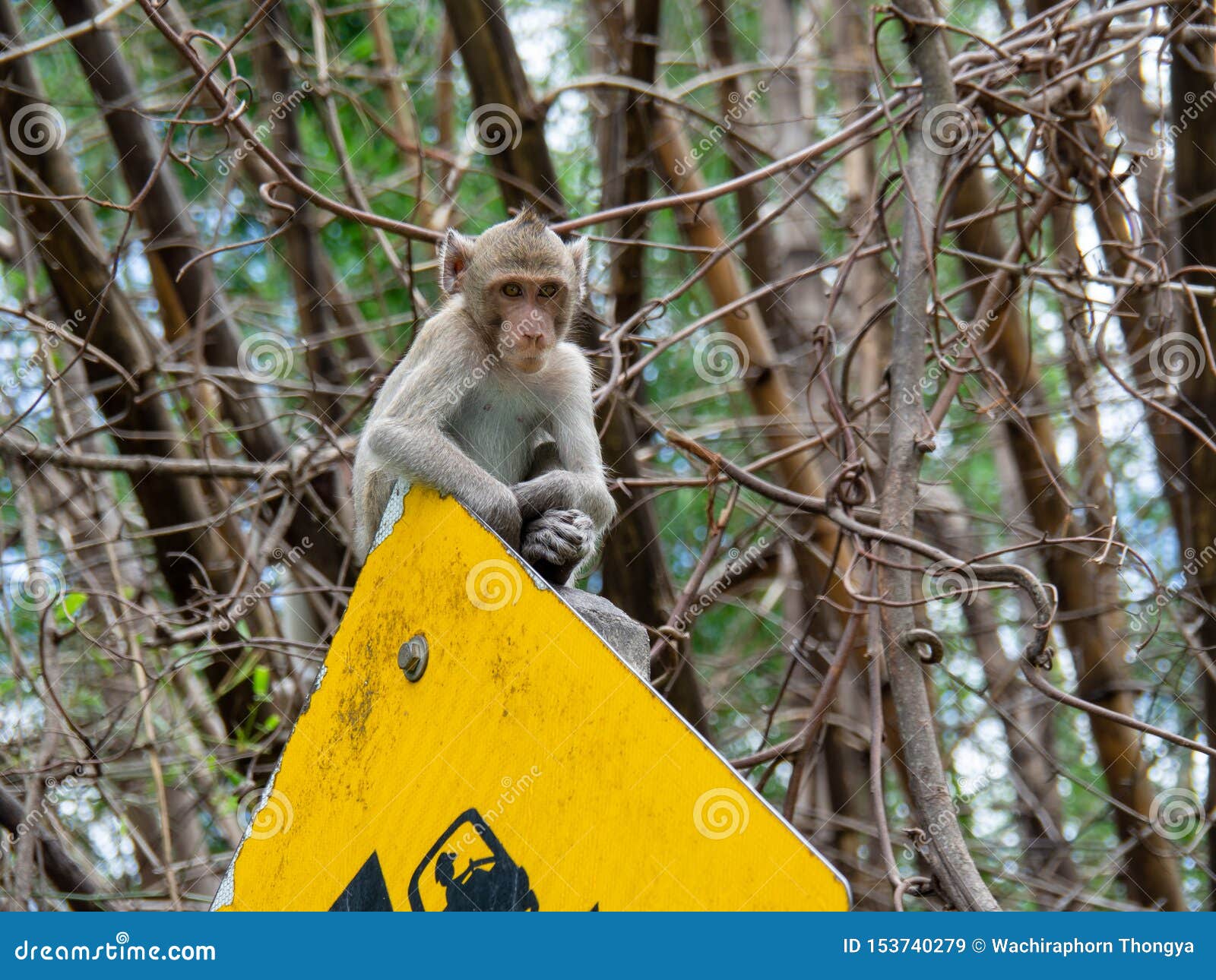 Monkey Traffic Sign - Indonesia Bali Royalty-Free Stock Photography ...