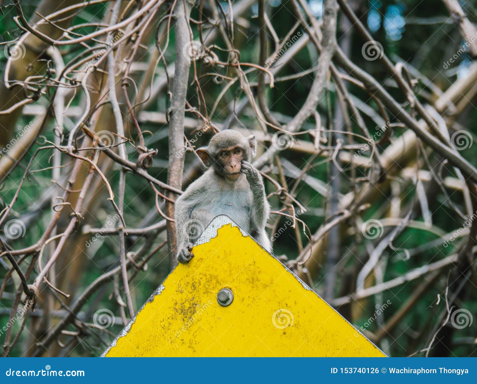 Monkey is on the Traffic Sign, Monkeys are Looking Forward Stock Photo ...