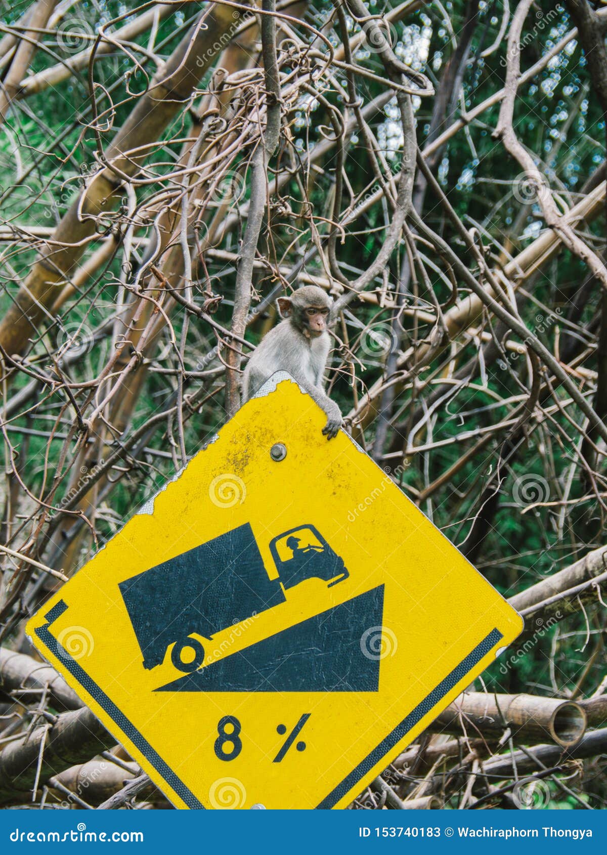 Monkey is on the Traffic Sign, OMnkeys are Looking Forward Stock Image ...