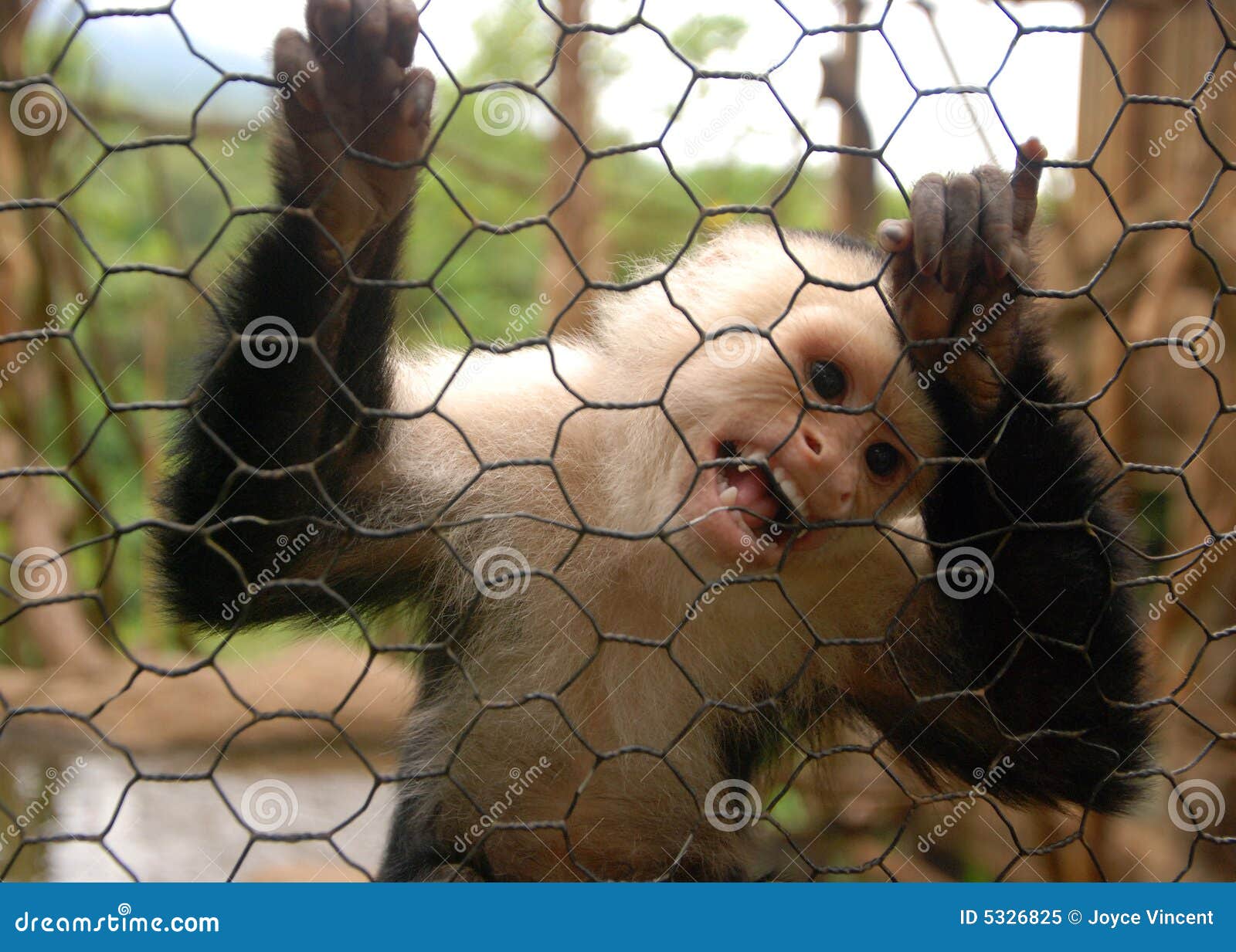 Monkey Trapped stock image. Image of scared, black, trap - 5326825