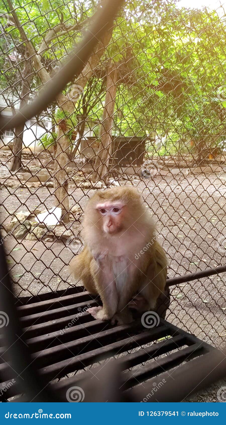 Monkey is Trapped Inside the Cage Stock Image - Image of trapped ...