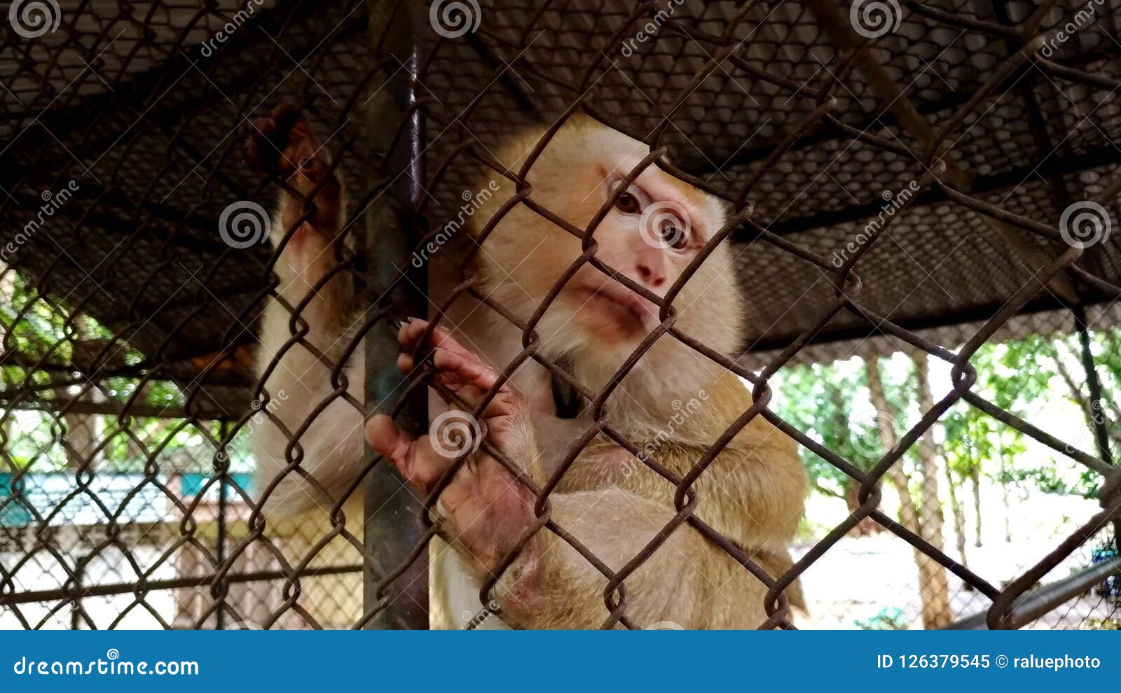 Monkey is Trapped Inside the Cage Stock Image - Image of waiting ...
