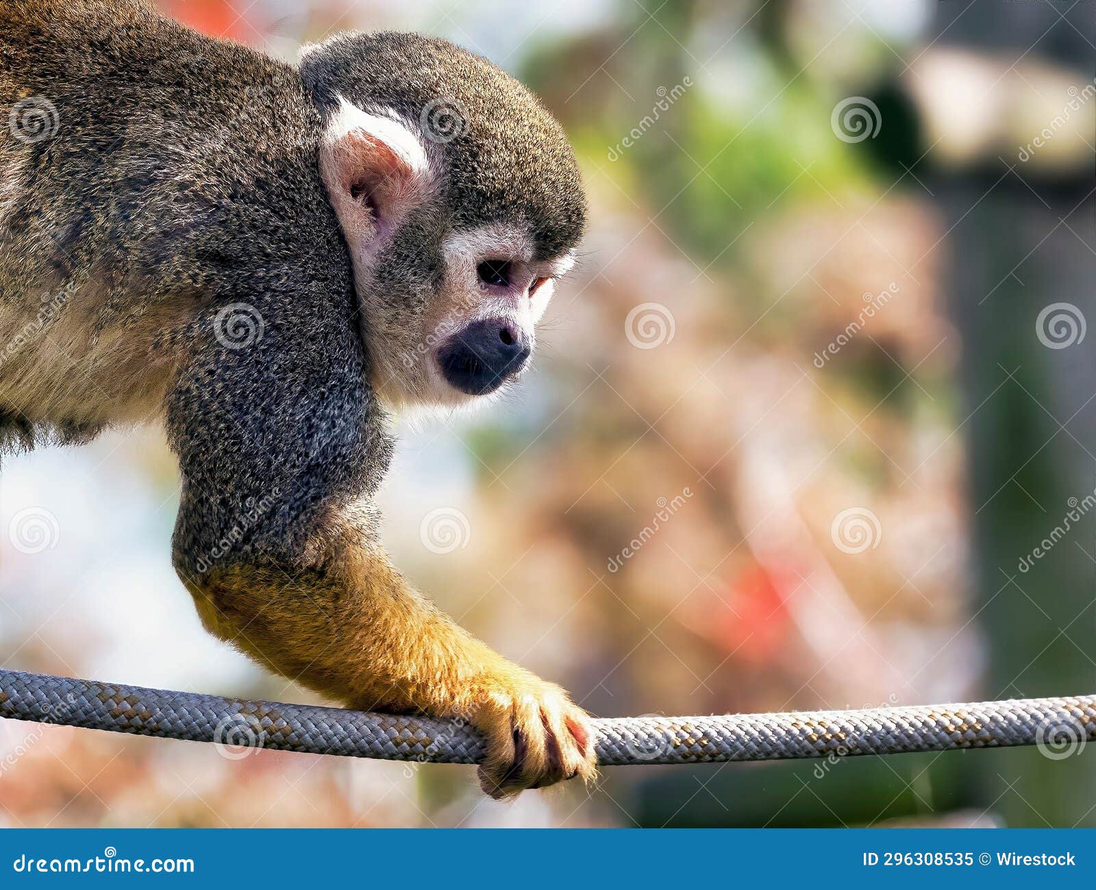 Monkey Traversing a Wire Suspended by a Rope, Grasping the Rope for ...