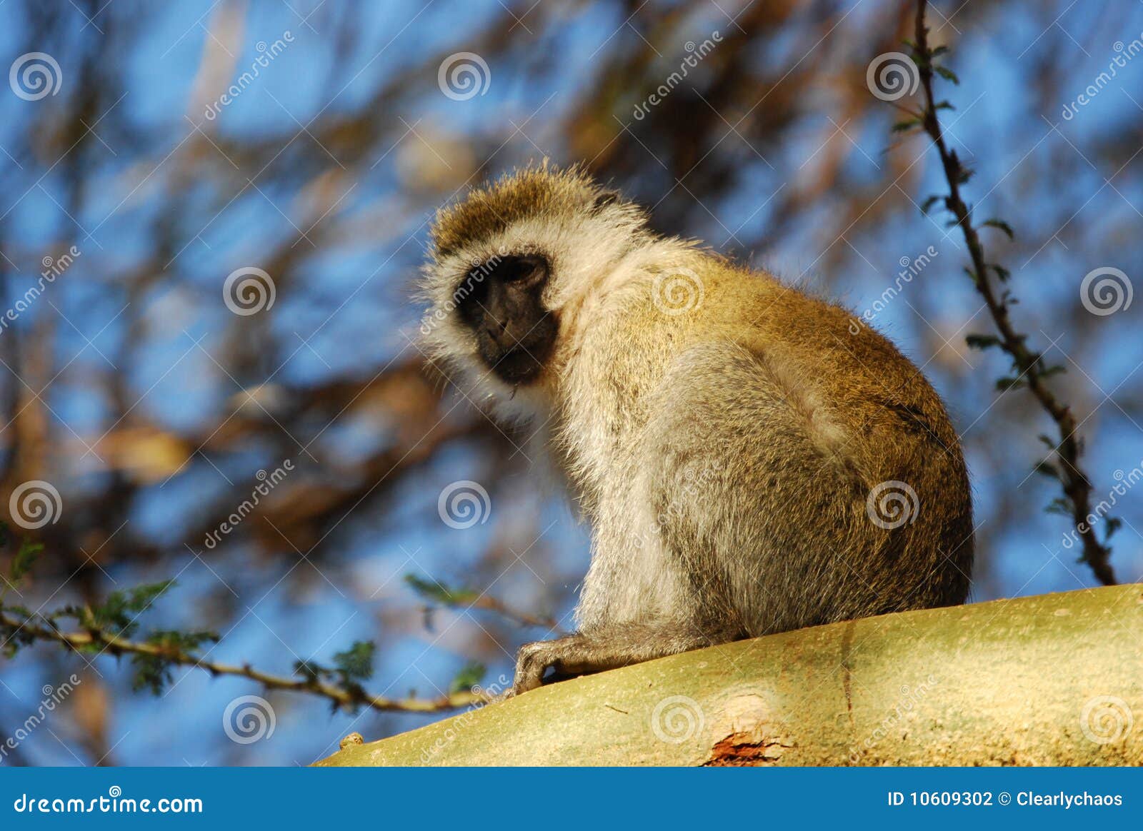 Monkey in a Tree stock photo. Image of climbing, kenya - 10609302