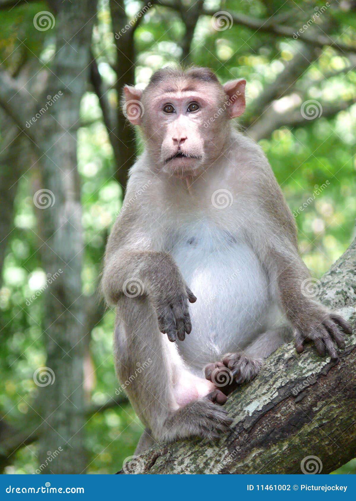 Monkey on a tree stock photo. Image of sanjay, nature - 11461002