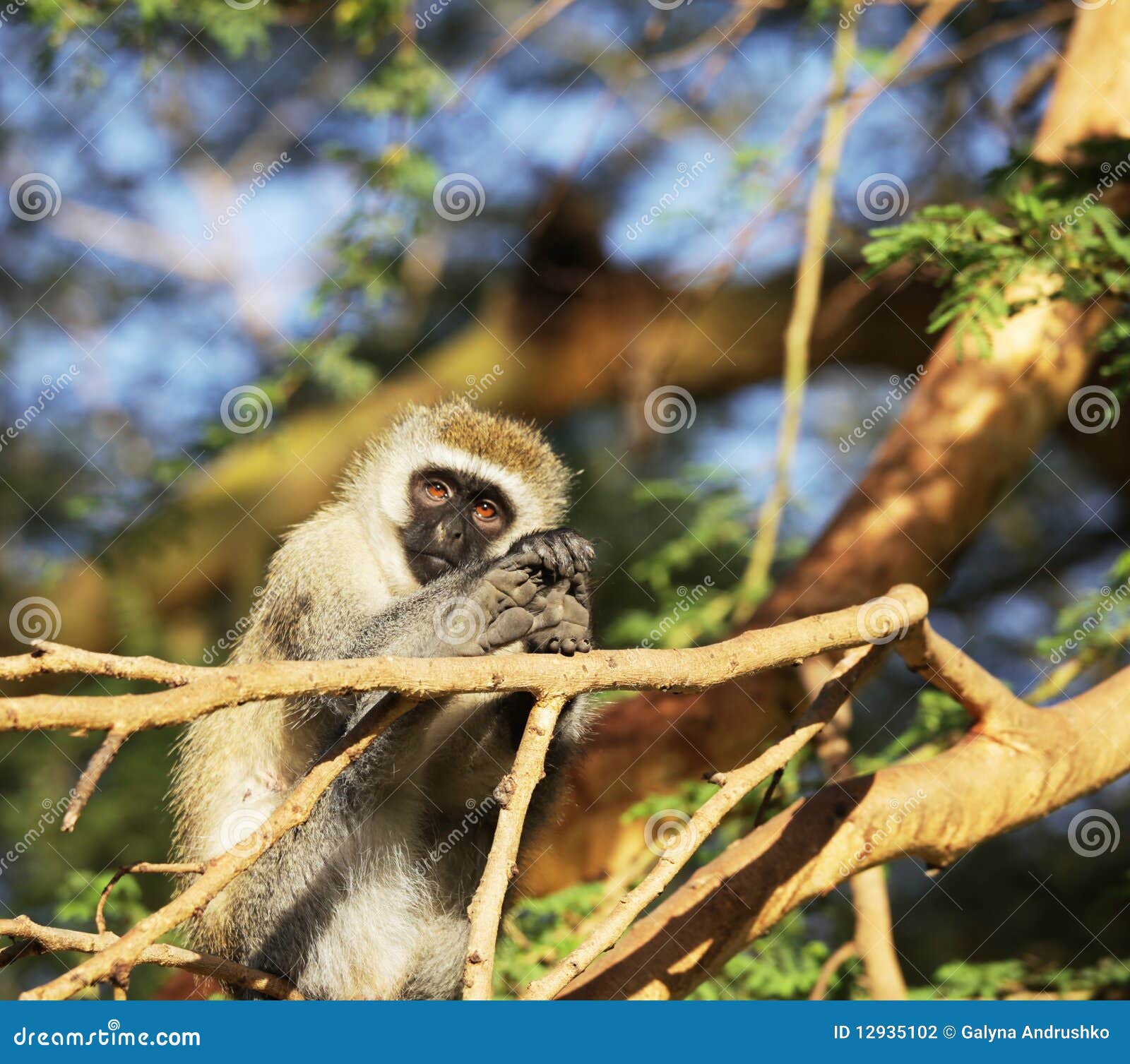 Monkey on tree stock photo. Image of primate, simeon - 12935102