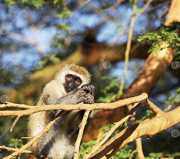 Monkey on tree stock photo. Image of primate, simeon - 12935102