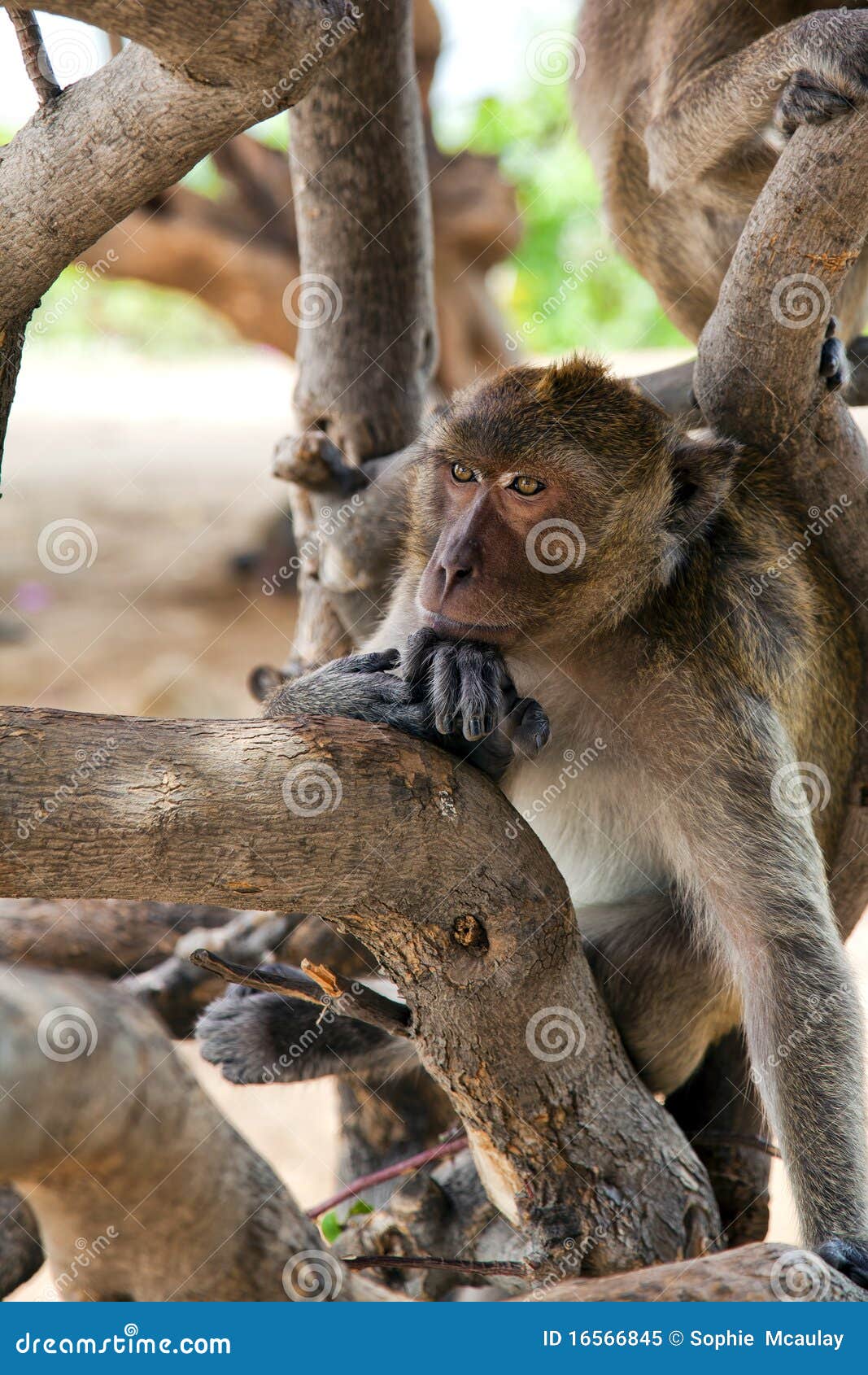 Monkey in tree stock image. Image of macaque, macao, eyes - 16566845
