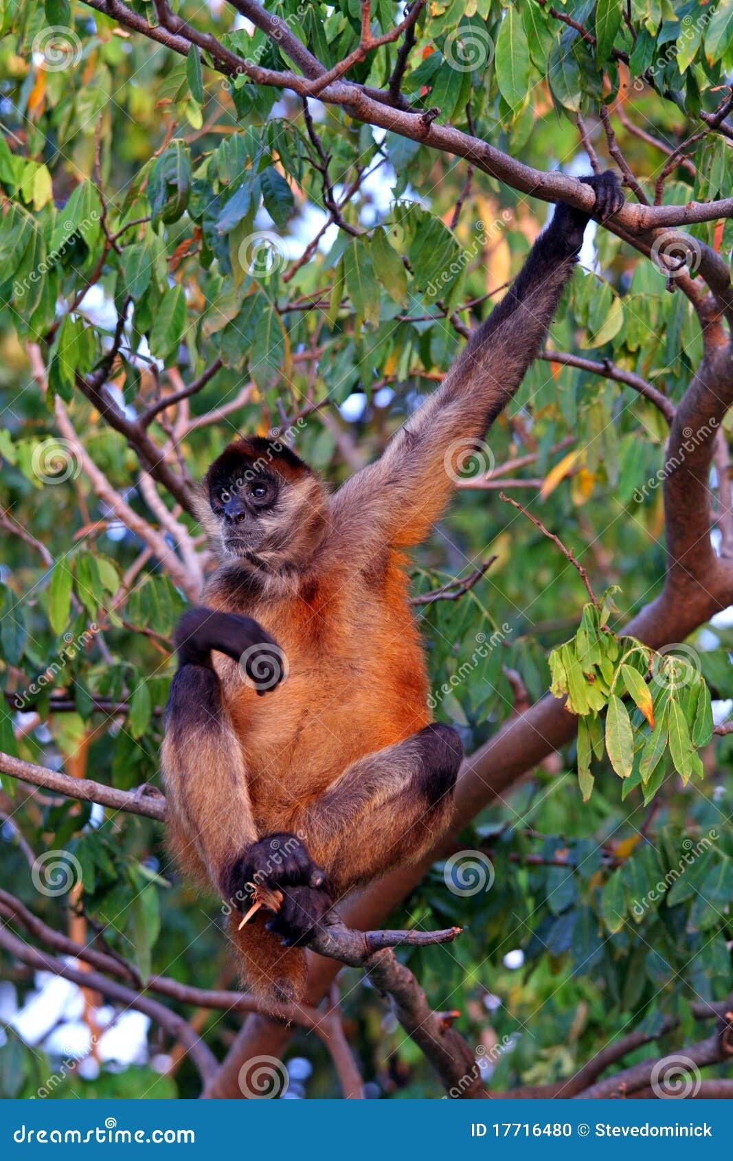 Monkey in Tree stock photo. Image of america, panama - 17716480