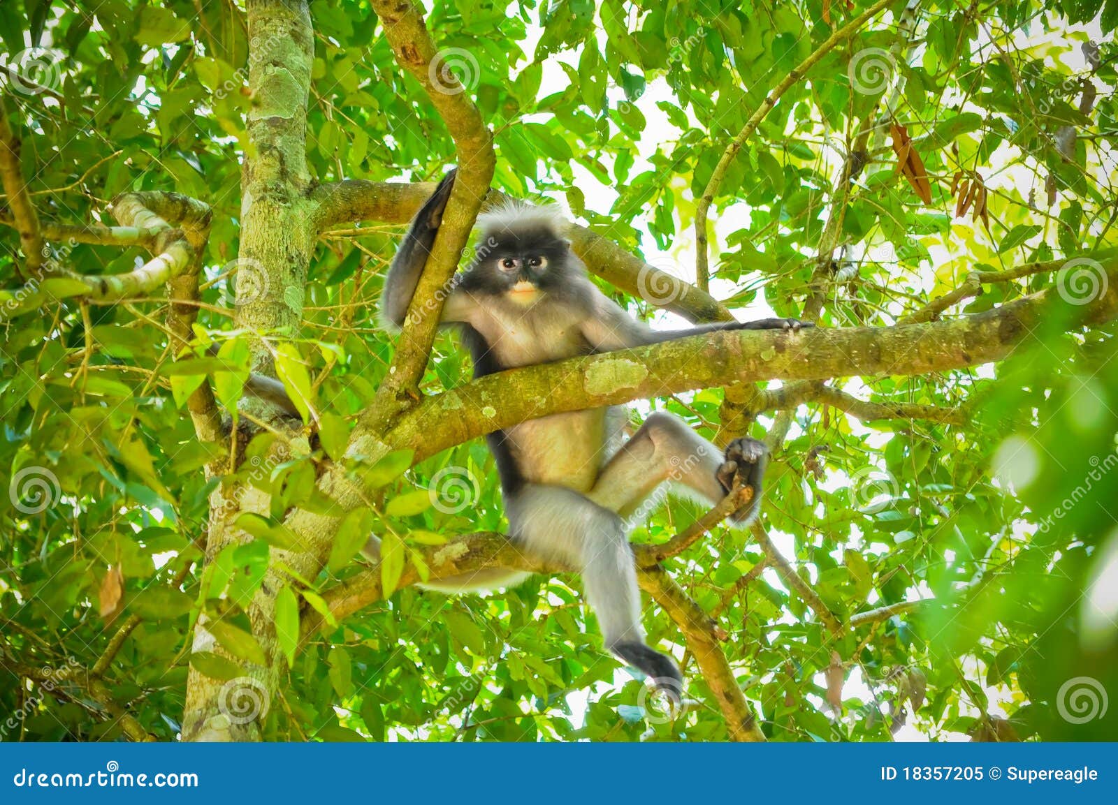 Monkey on the tree stock image. Image of fruit, park - 18357205
