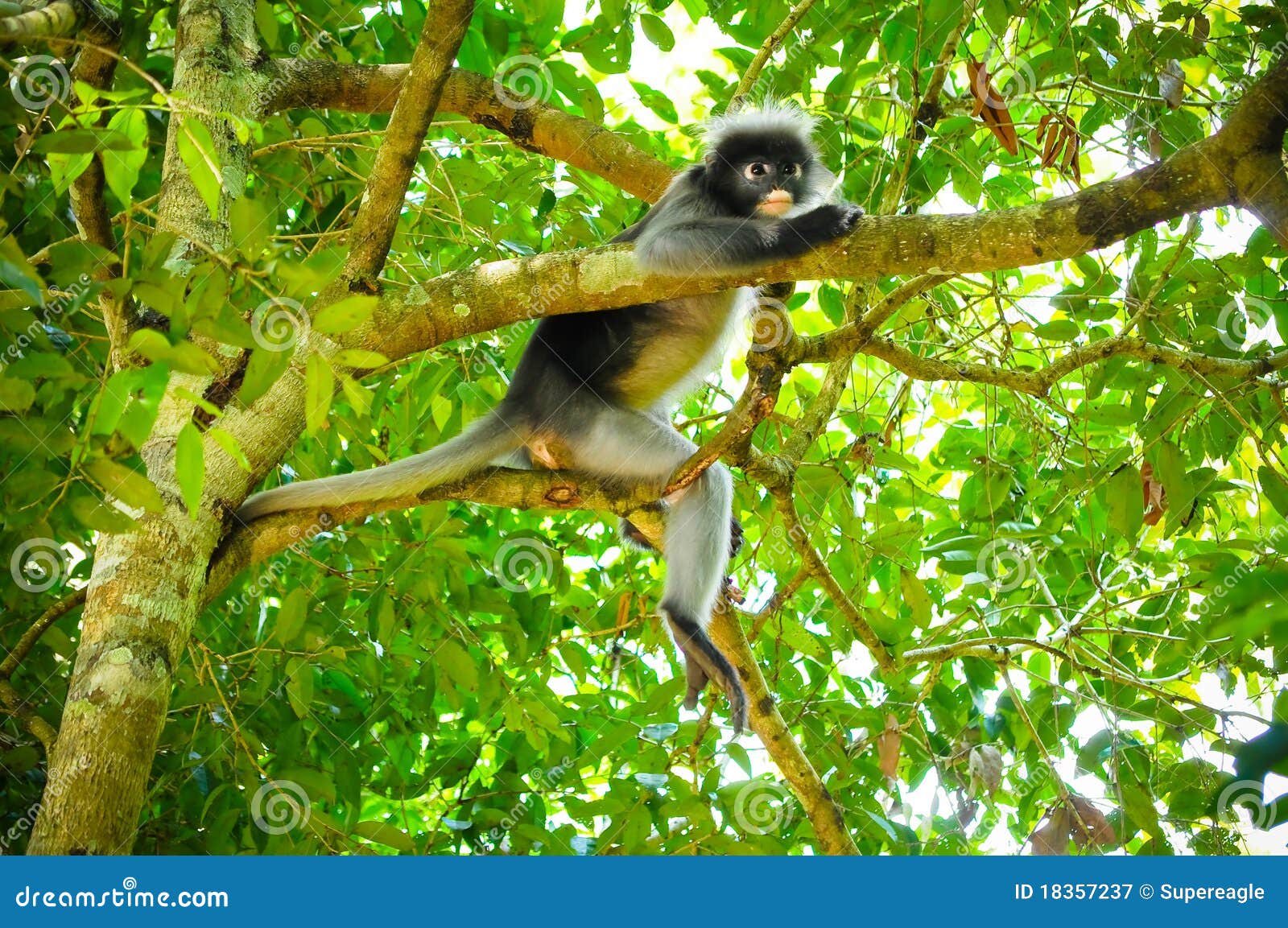 Monkey on the tree stock image. Image of nature, jungle - 18357237