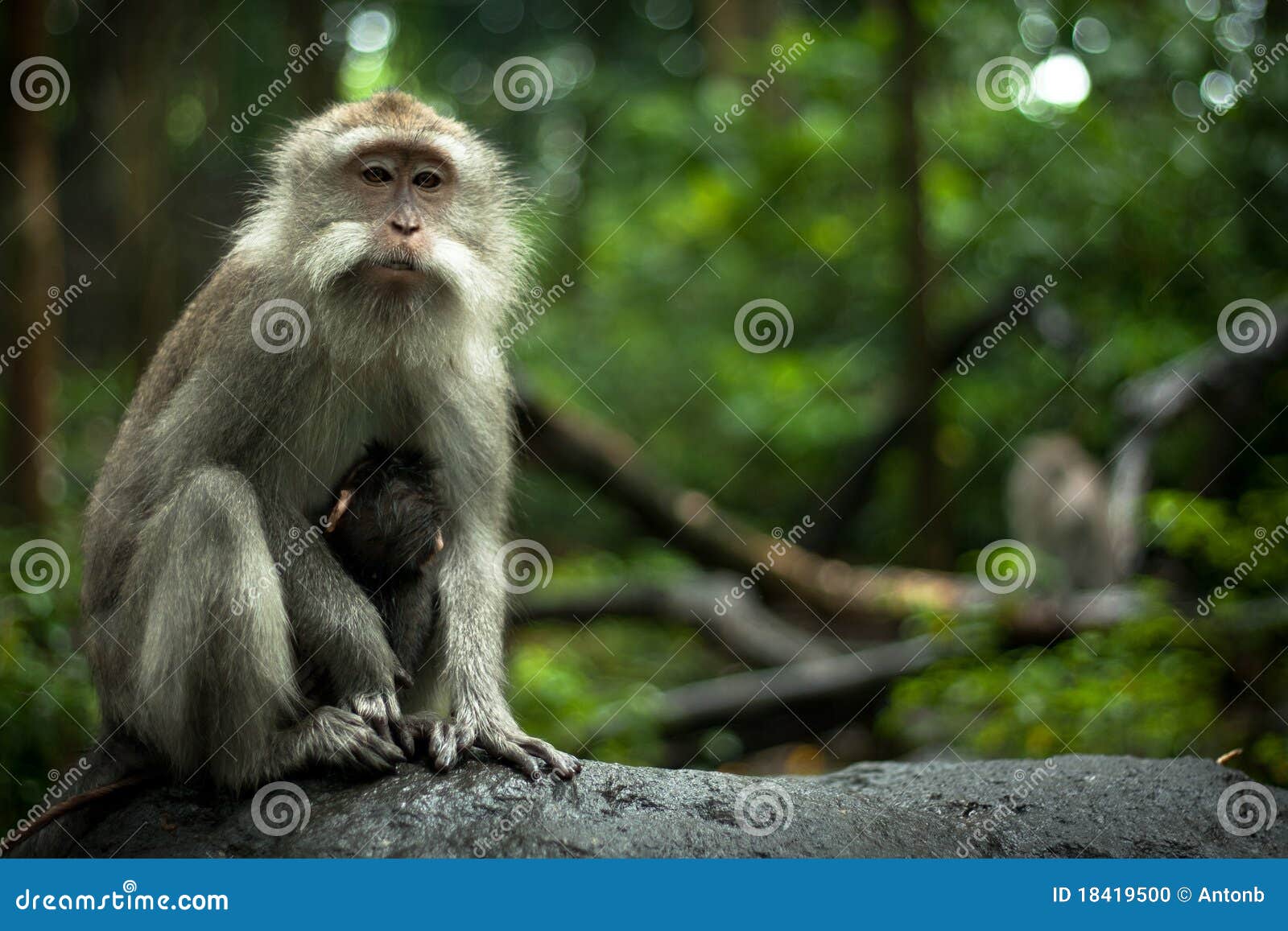 Monkey in a tree stock photo. Image of cute, mammal, simian - 18419500