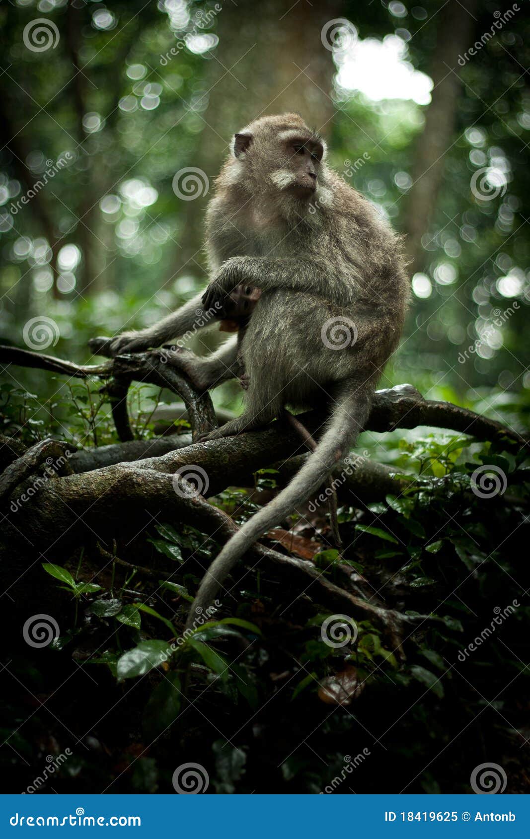 Monkey in a tree stock image. Image of macaque, expression - 18419625
