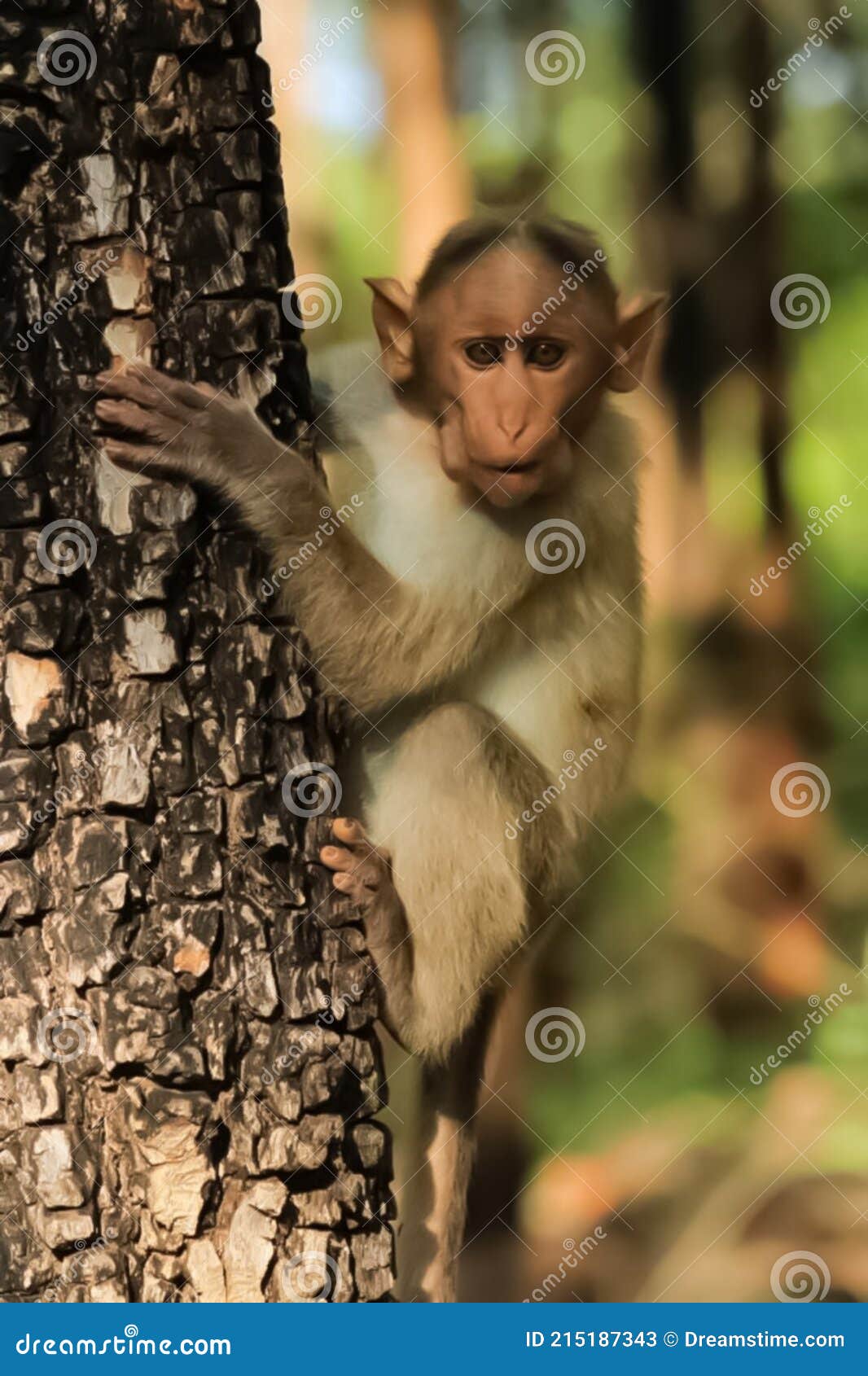 Monkey on the tree stock image. Image of forest, animal - 215187343