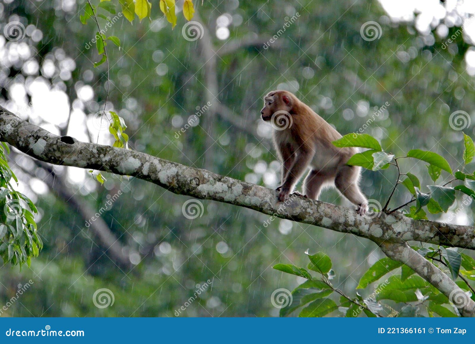 Monkey on the tree stock image. Image of animal, jungle - 221366161