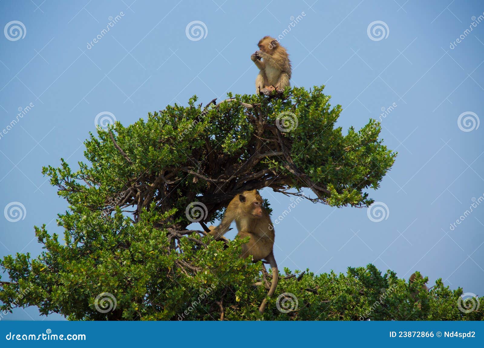 Monkey on a tree stock photo. Image of tree, small, monkeys - 23872866