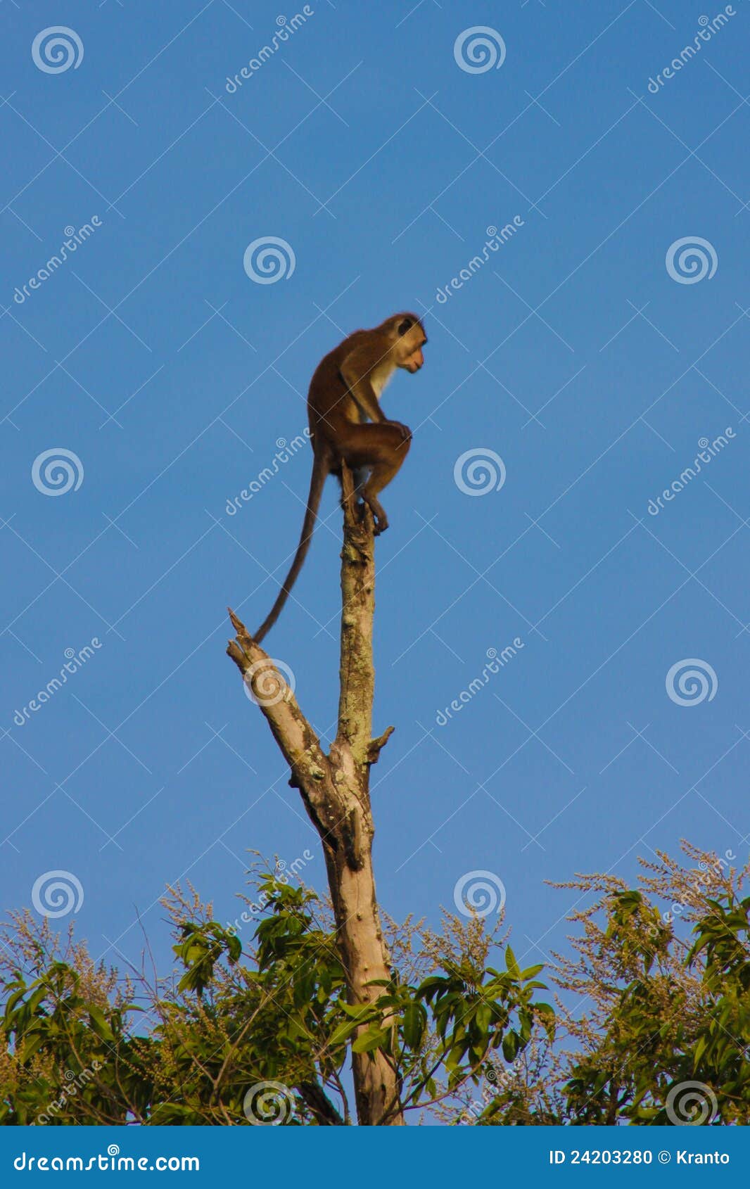 Monkey On The Tree Stock Photo - Image: 24203280