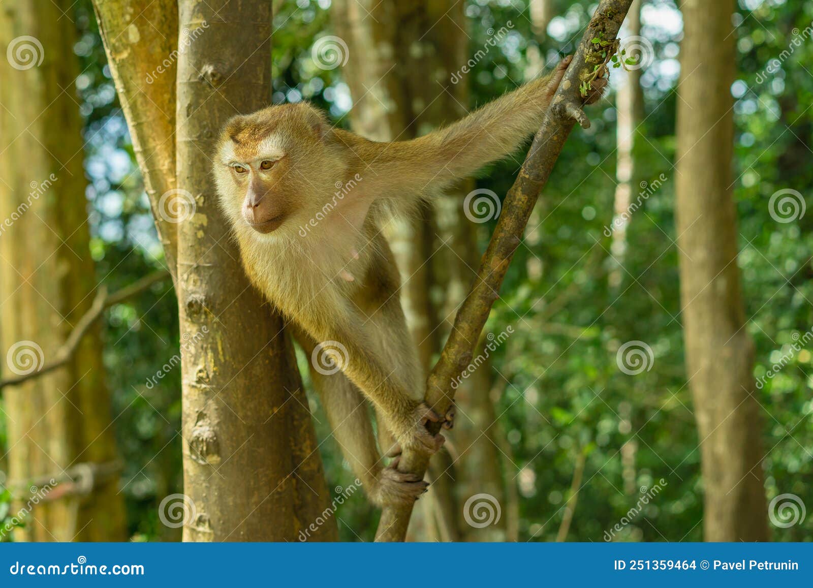 Monkey on a tree stock photo. Image of cute, primate - 251359464