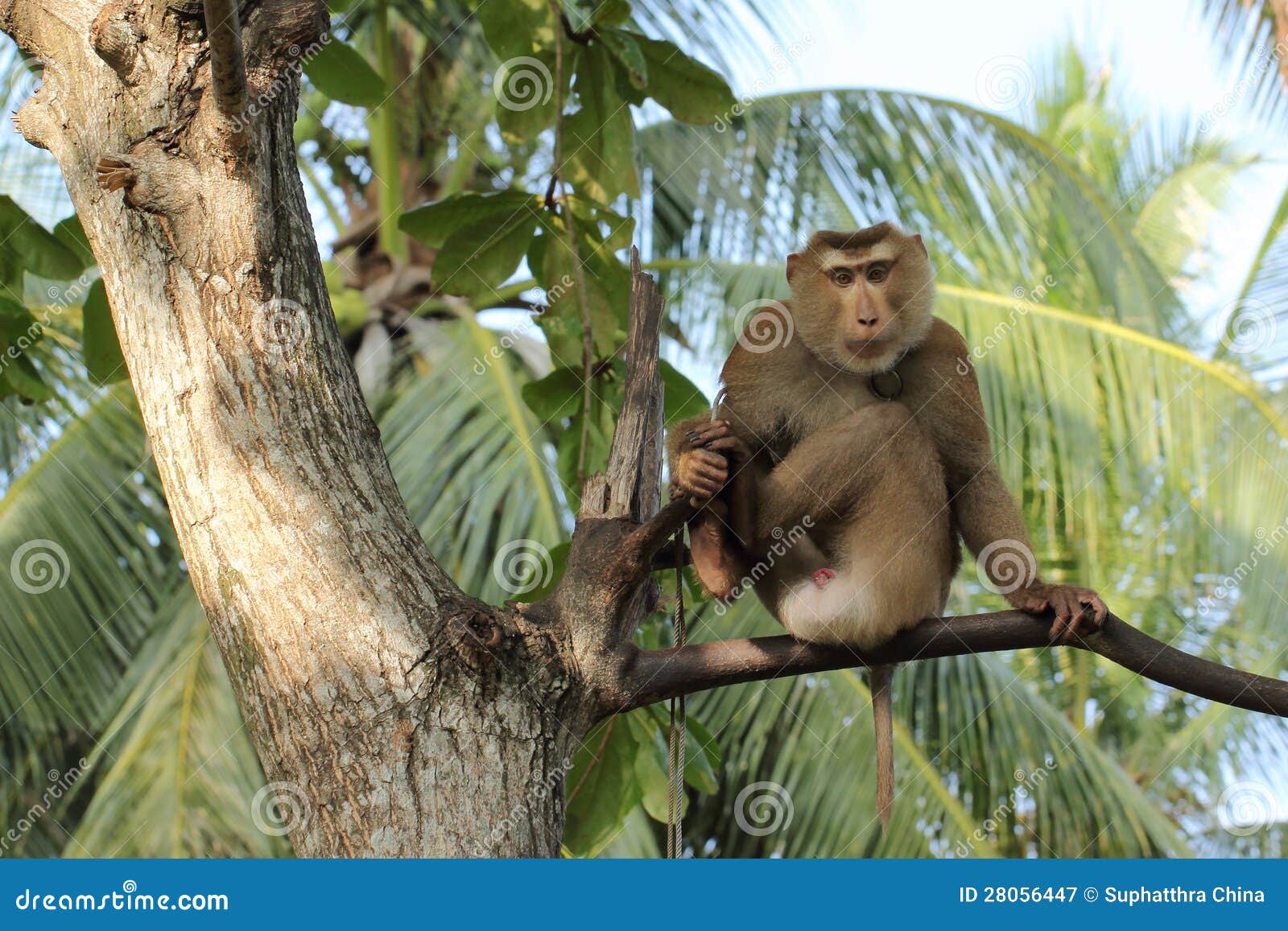 Monkey on tree stock image. Image of monkey, mammal, watching - 28056447