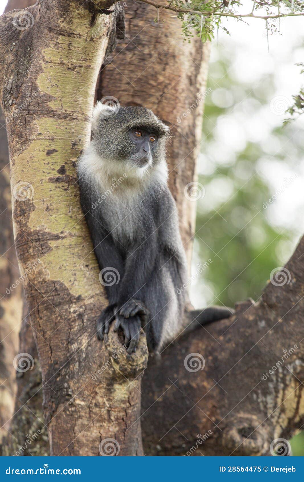 Monkey on a tree stock image. Image of furry, primate - 28564475