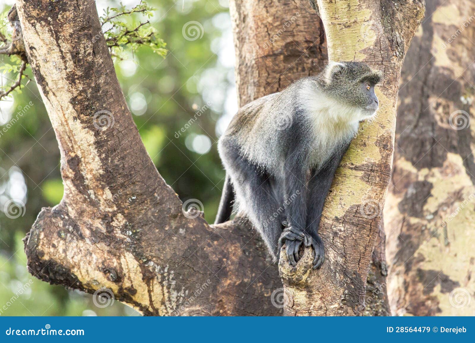 Monkey on a tree stock image. Image of small, monkey - 28564479