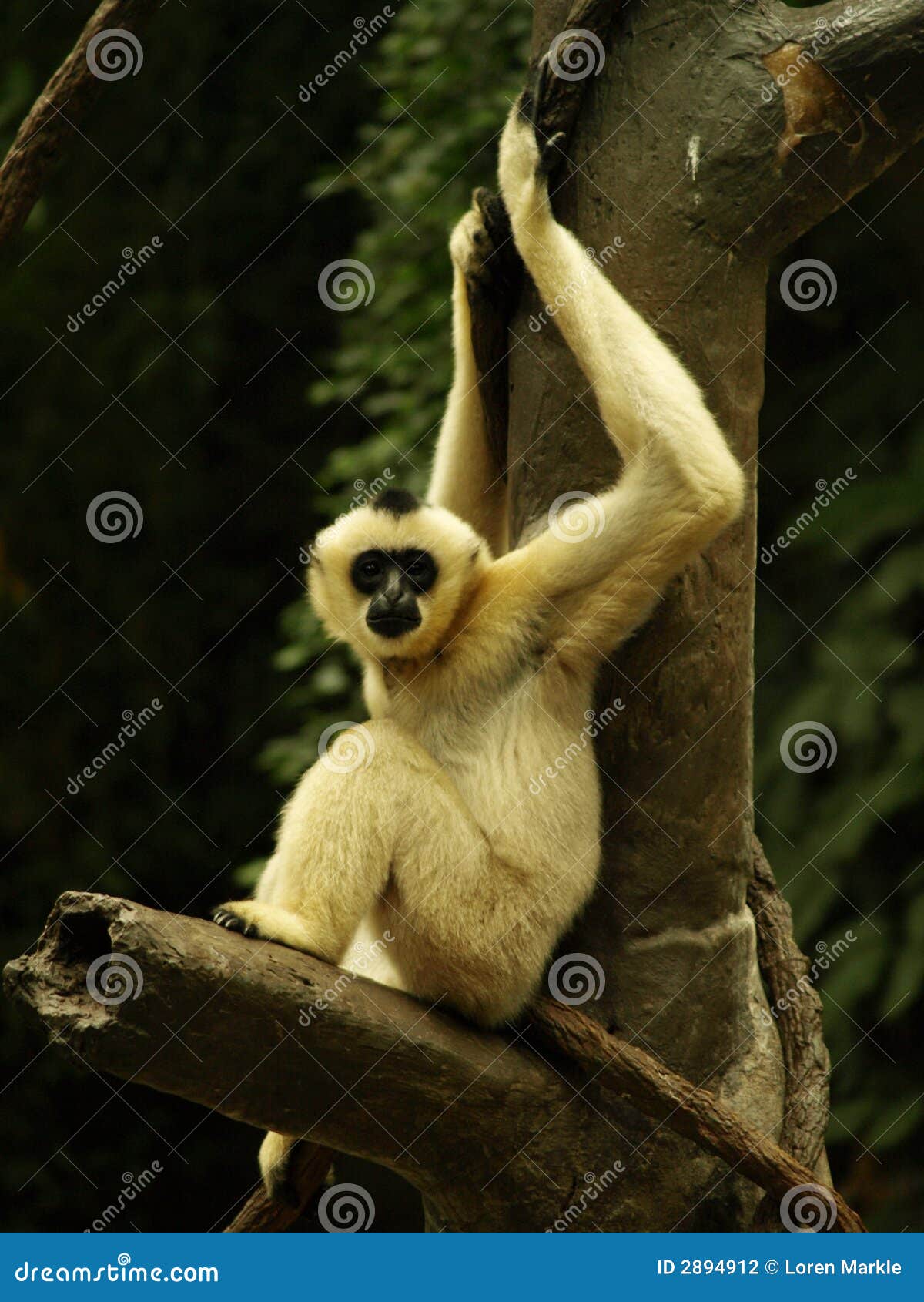 Monkey in a tree stock photo. Image of monkeys, tropical - 2894912