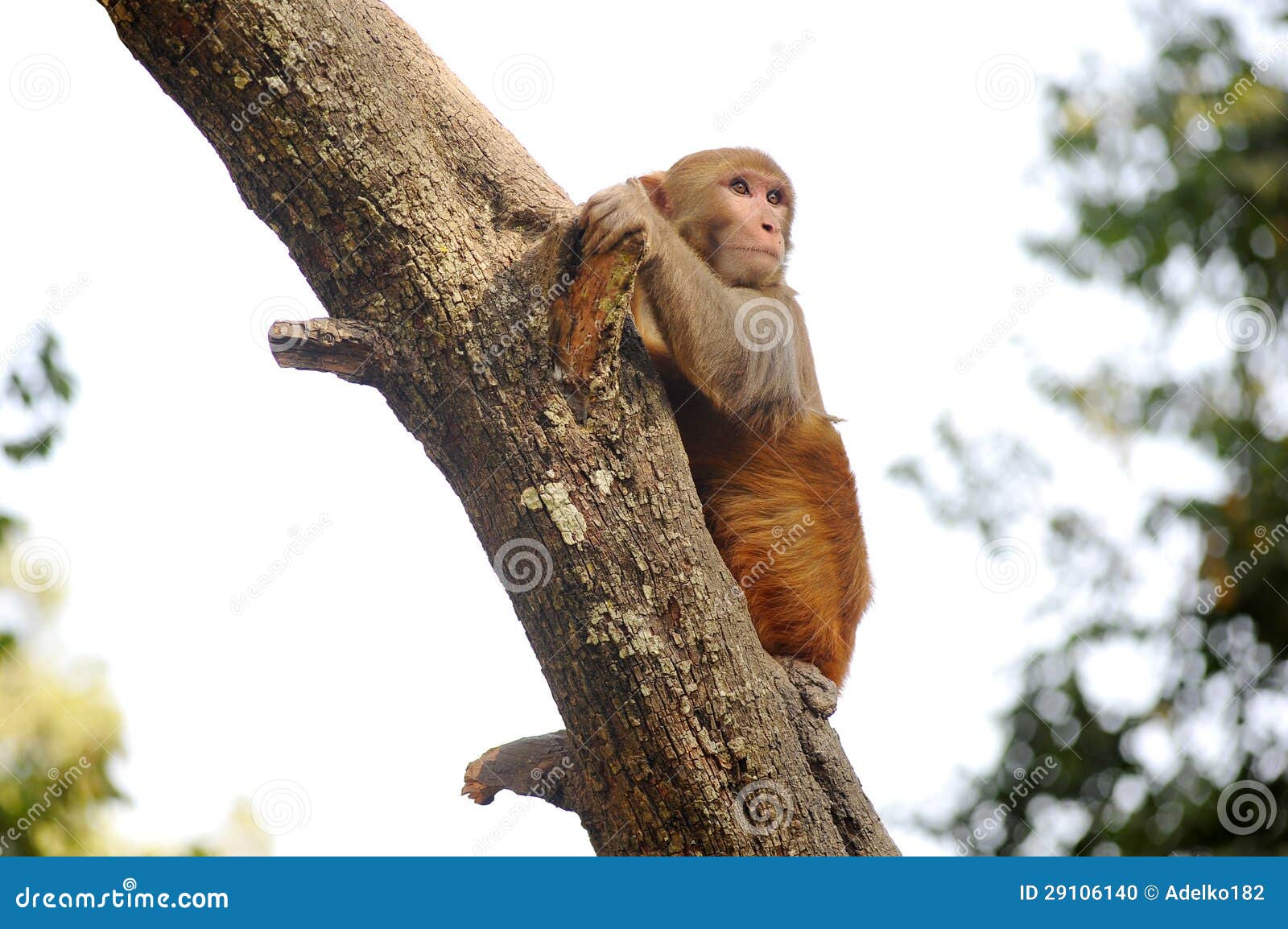 Monkey on the tree stock photo. Image of jungle, asian - 29106140