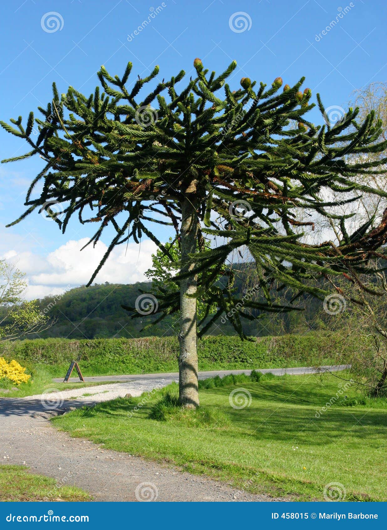 Monkey Tree Royalty-Free Stock Photography | CartoonDealer.com #458015