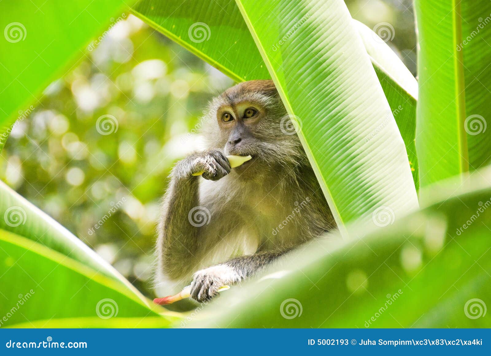 Monkey On A Tree In India In A National Park Waterfalls Athirapilly ...