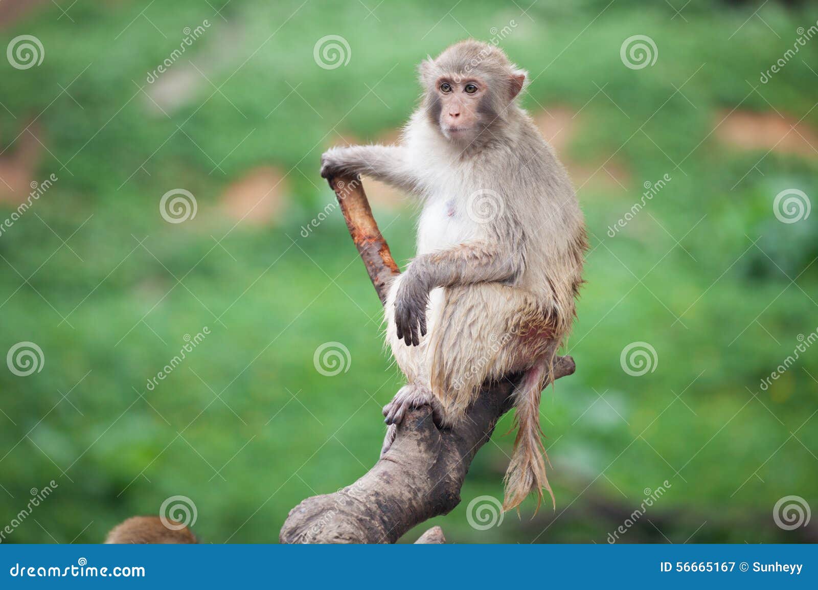 Funny baboon monkey stock image. Image of baboon, mammal - 56665167