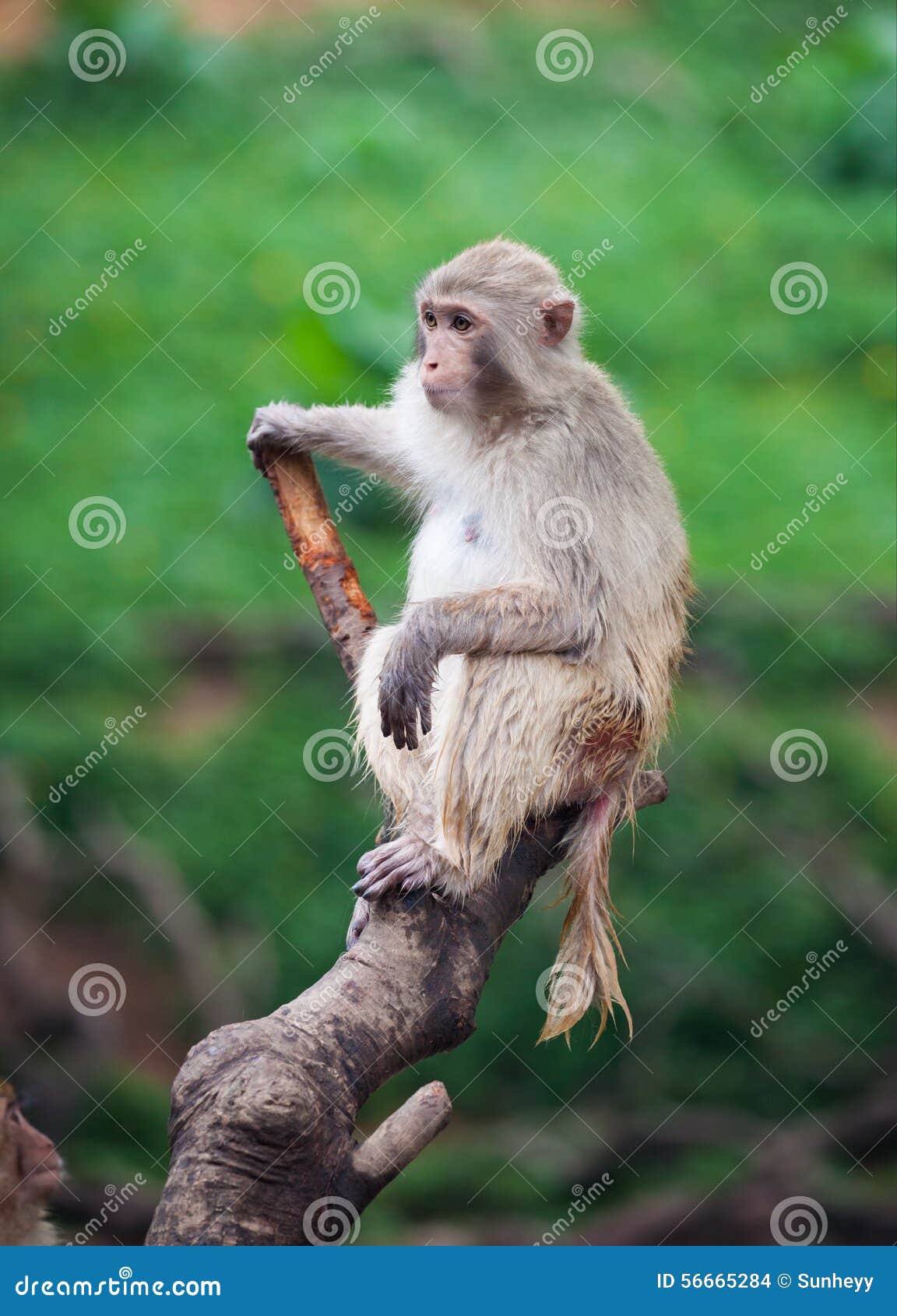 Funny baboon monkey stock photo. Image of africa, funny - 56665284