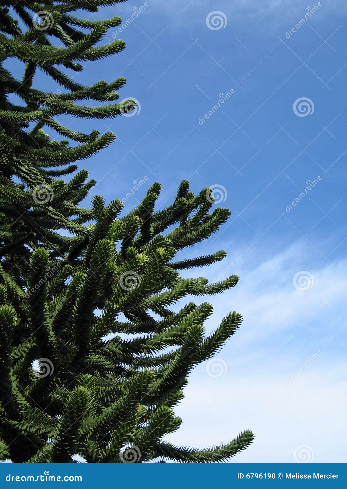 Monkey tree stock photo. Image of tall, organic, monkey - 6796190
