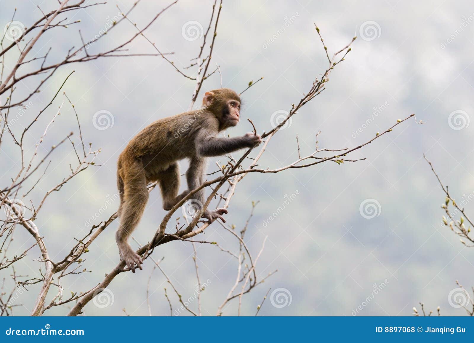 Monkey on tree stock photo. Image of tree, wild, zoological - 8897068