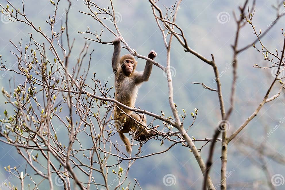 Monkey on tree stock photo. Image of animal, wild, bird - 8897246